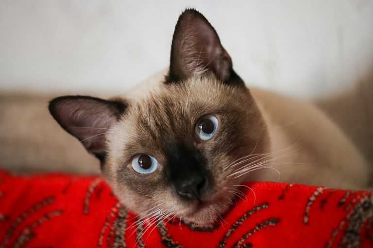 Mengenal Kucing Siamese, Ciri dan Sifatnya yang Unik - EVOPET