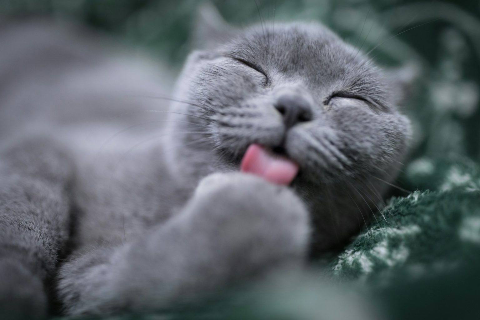 5 Hal yang Perlu Diketahui Tentang Gigi Kucing dan Perawatannya - EVOPET