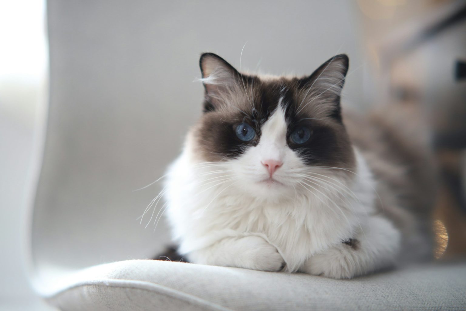 Mengenal Ciri Khas Kucing Ragdoll - EVOPET