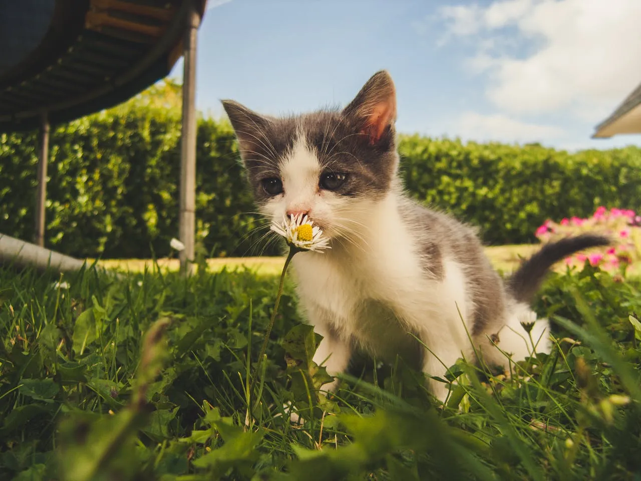 7 Gejala Jamur Kucing Pada Manusia - EVOPET