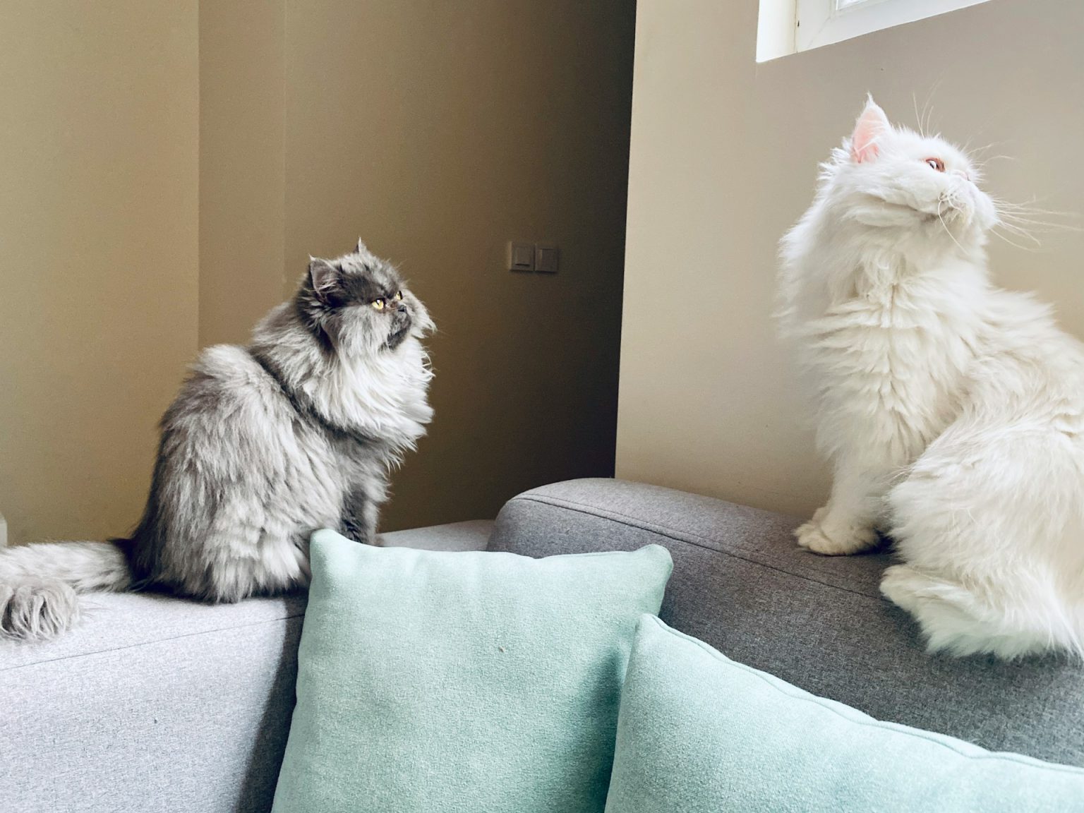 Mengenal Macam Macam Kucing Berbulu Panjang - EVOPET