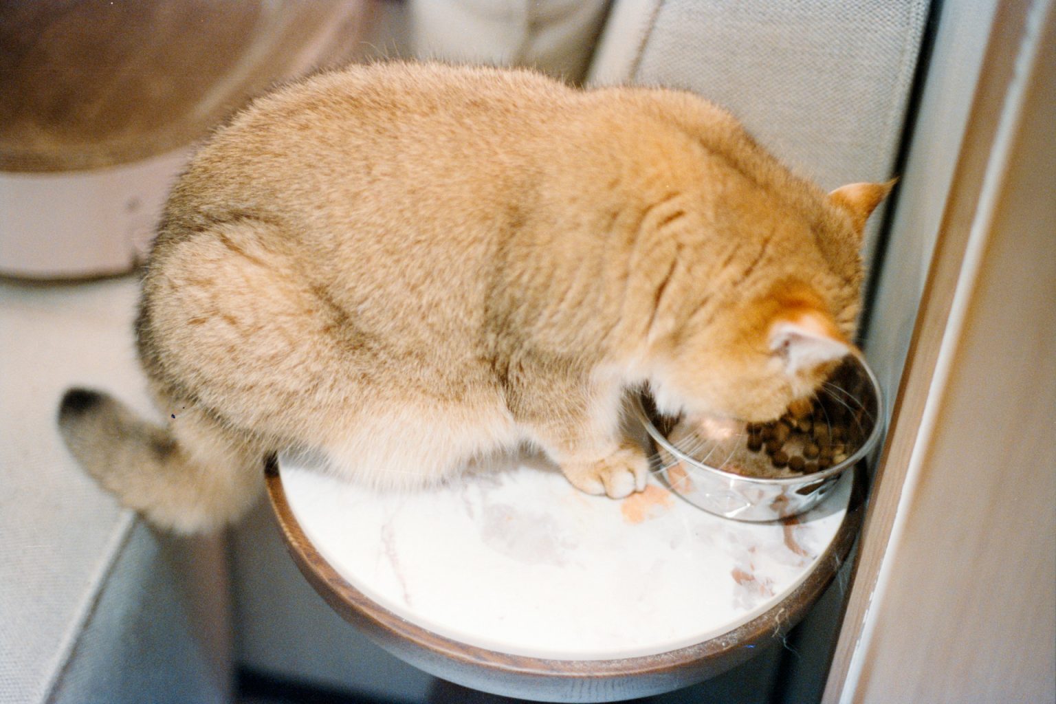 Kenali Manfaat dan Jenis Dry Food Kucing - EVOPET