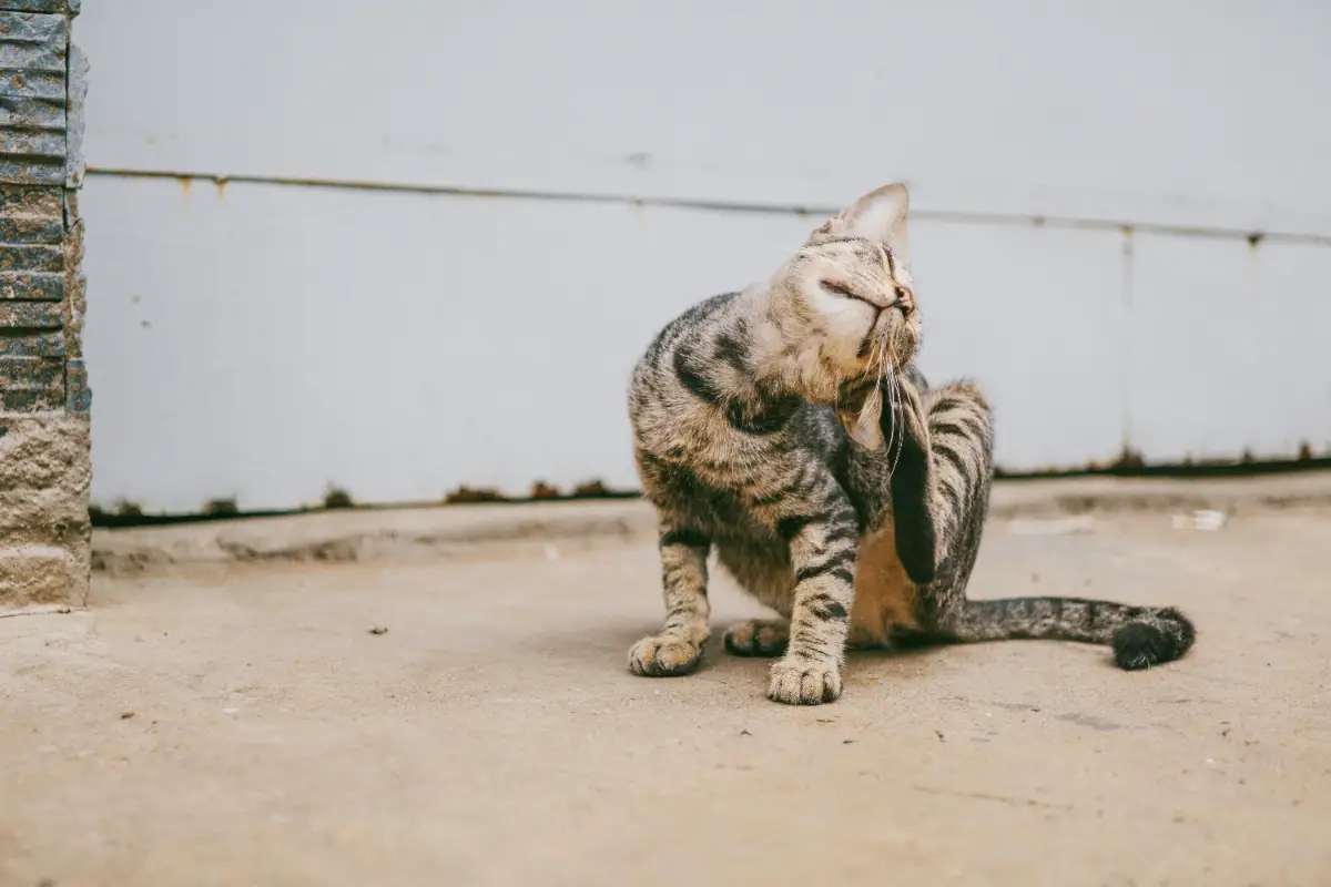 Mengenal Van Turki, Si Kucing Eksotis Asal Turki